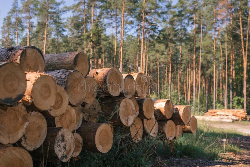 Pine Wood Stacked. Timber Harvesting. Wood Industry Stock Photo - Image ...