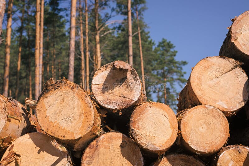 Pine Wood Stacked. Timber Harvesting. Wood Industry Stock Photo - Image ...