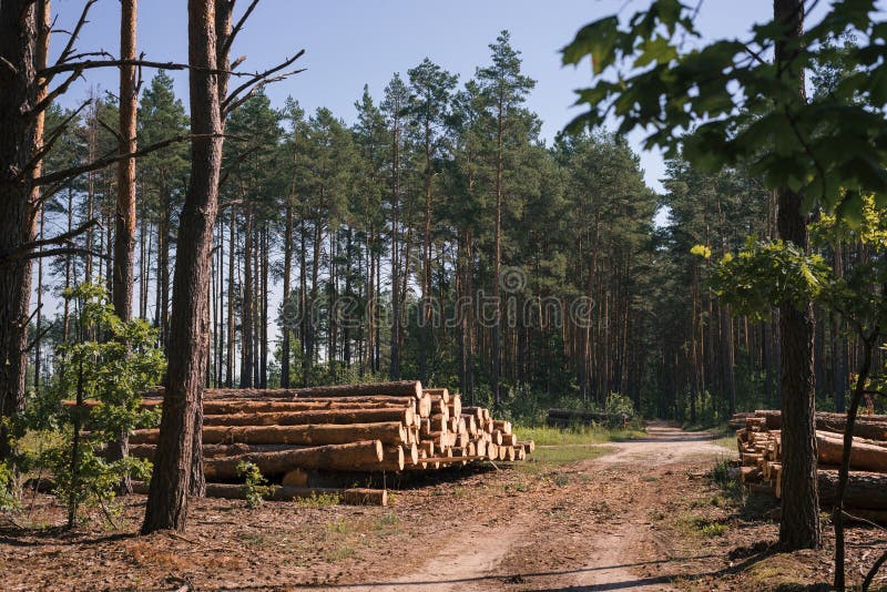 Pine Wood Stacked. Timber Harvesting. Wood Industry Stock Image - Image ...