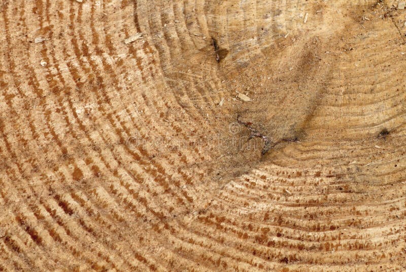 Pine wood texture stock photo. Image of chopped, paleoecology - 228741064