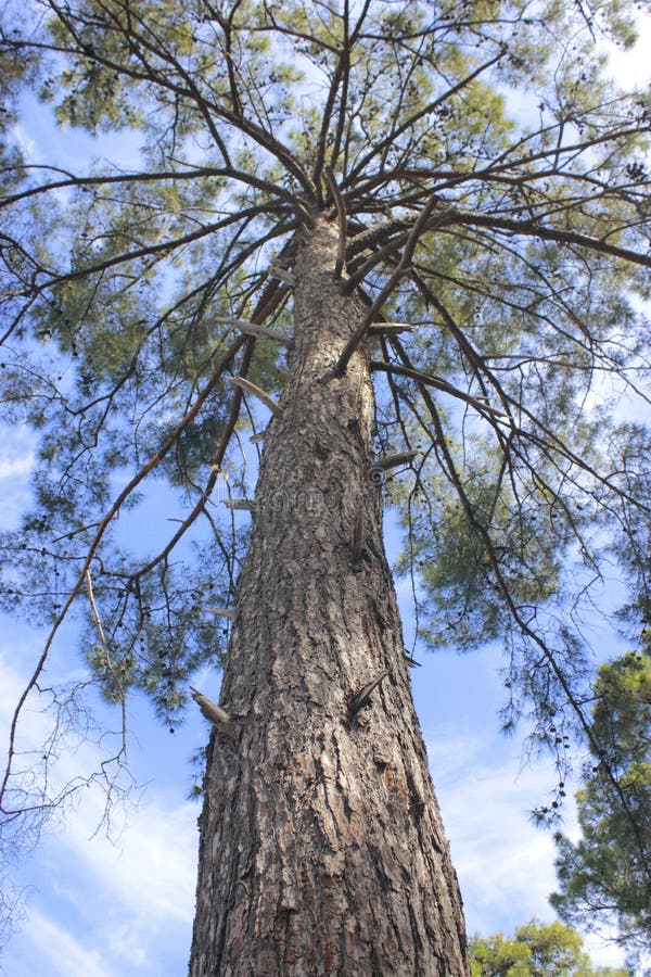 High pine tree in Turkey stock image. Image of ecology - 73897301