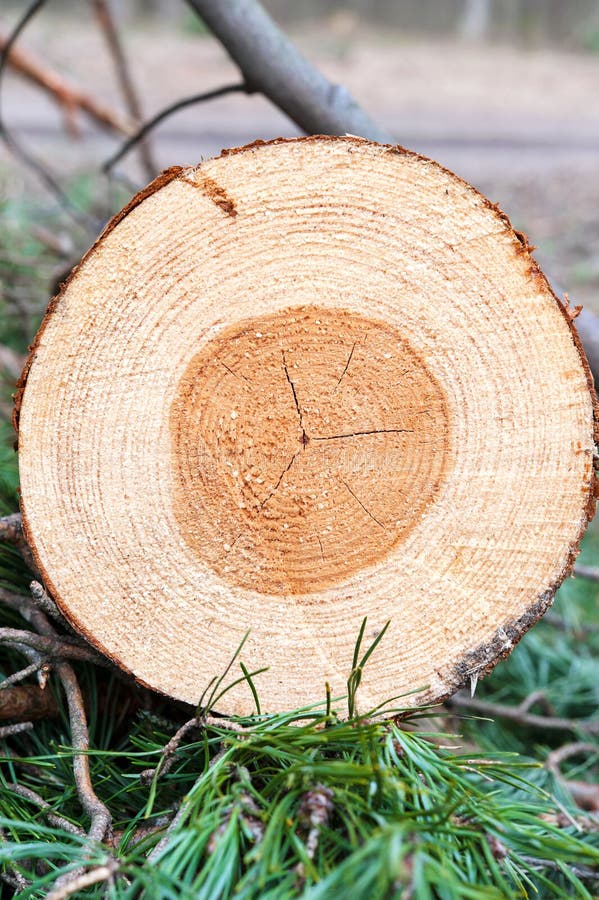 Pine Wood Tree Rings or Log. Outdoors Closeup. Stock Image - Image of ...