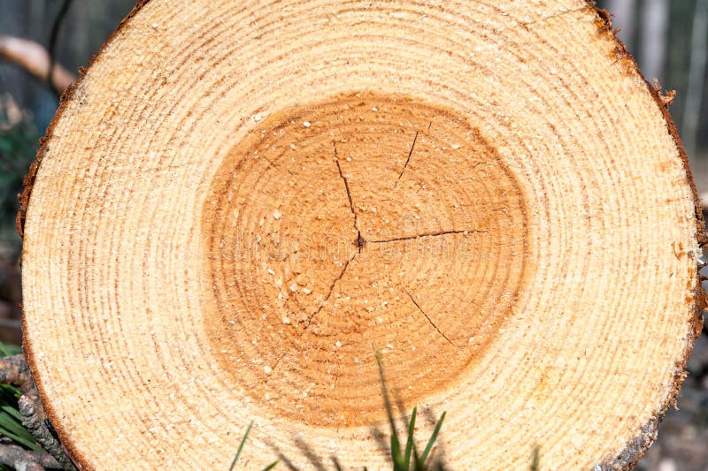 Pine Wood Tree Rings or Log. Outdoors Closeup. Stock Image - Image of ...