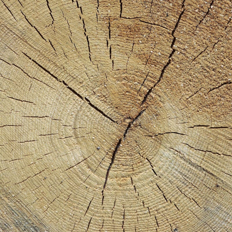 Pine Wood Tree Trunk Cross Section Texture Close Up Stock Photo - Image ...