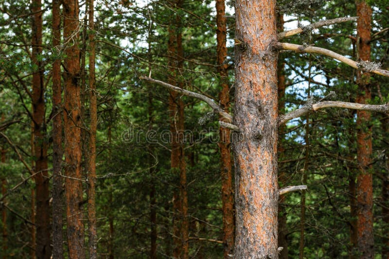 Pine Wood Tree Trunk in Zlatibor Forest Stock Photo - Image of focus ...