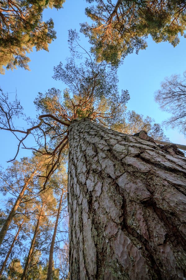 Pine Wood Trees, Stem, Branches and Blue Sky at Furulunden Stock Photo ...
