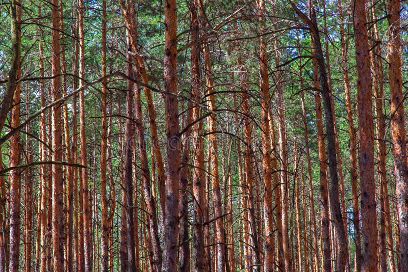 Pine wood trees. stock image. Image of light, outdoor - 97146665
