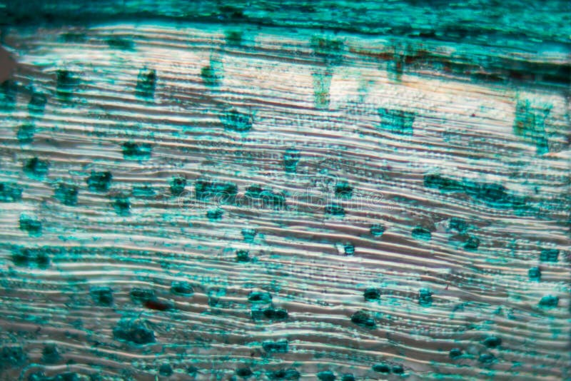 Pine Wood Under the Microscope Stock Photo - Image of laboratory ...