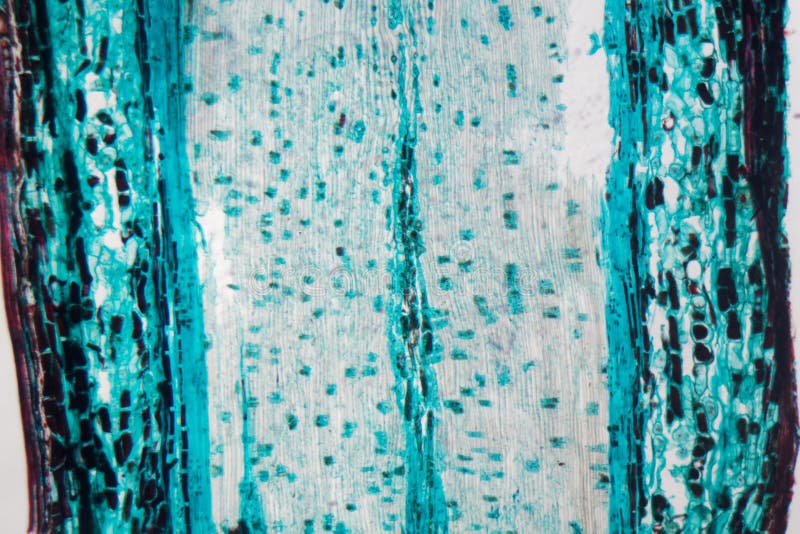 Pine Wood Under the Microscope Stock Image - Image of bark, cellular ...