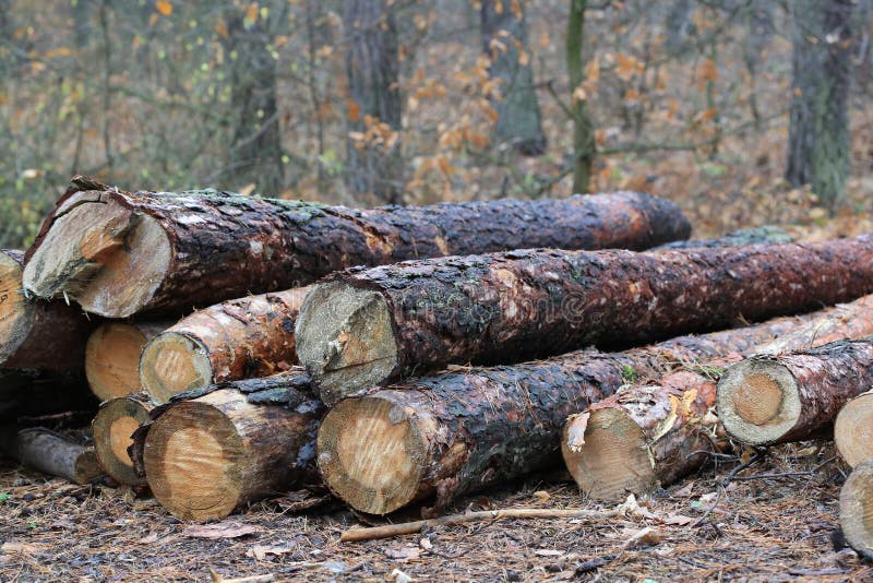 Pine wooden logs in forest stock image. Image of stack - 60683863
