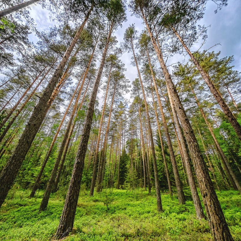 Pine woods stock image. Image of dense, green, pine, foliage - 54853885