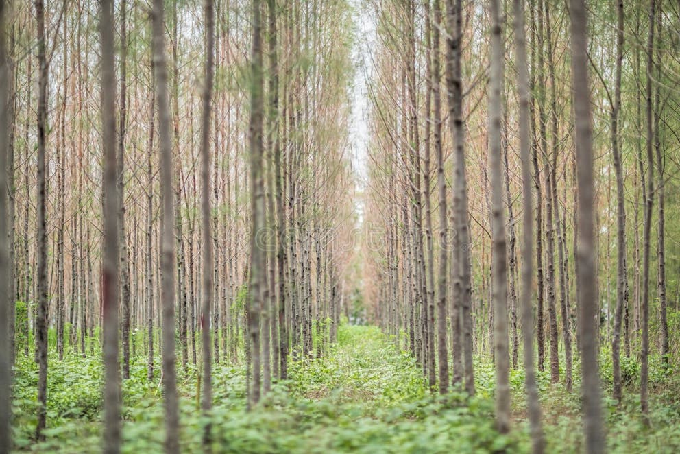 Pine Woods stock photo. Image of indigenous, blur, single - 43499724