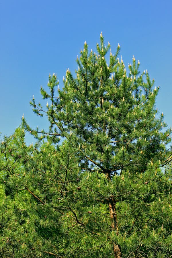 Pine with young sprouts stock photo. Image of woods, forest - 41071616