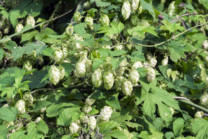Pineal fruit of common Hop stock image. Image of myrcene - 104082475
