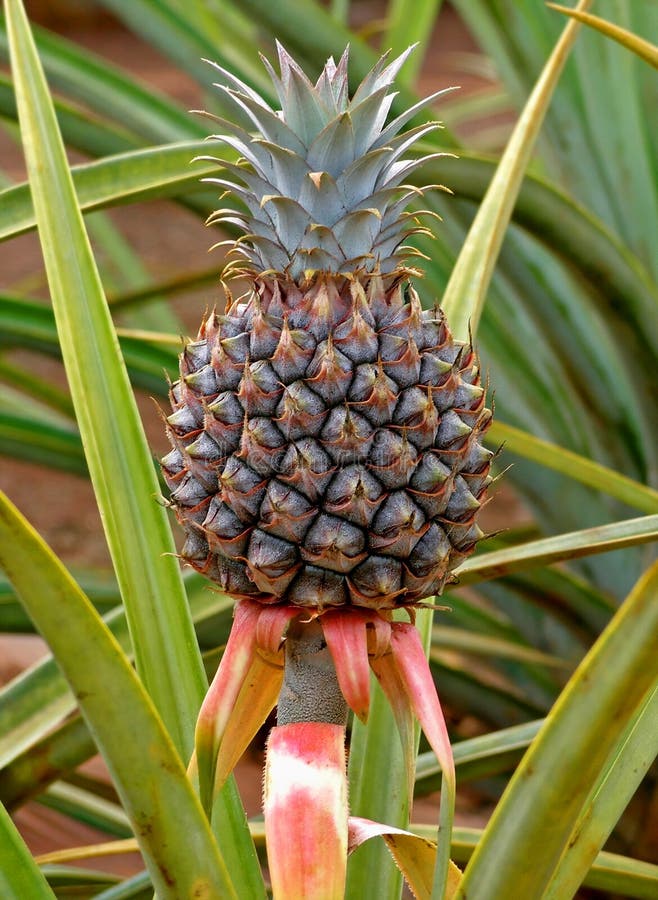 Red pineapple stock photo. Image of fresh, outdoor, fruit - 5918342