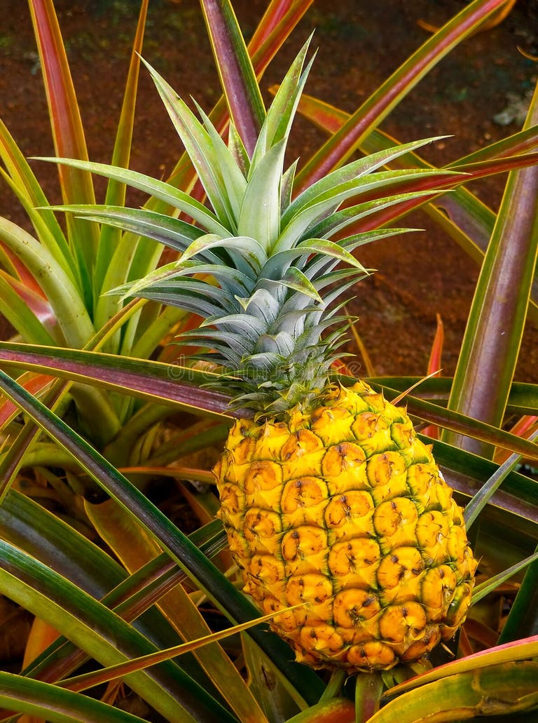 14,024 Pineapple Tree Stock Photos - Free & Royalty-Free Stock Photos ...