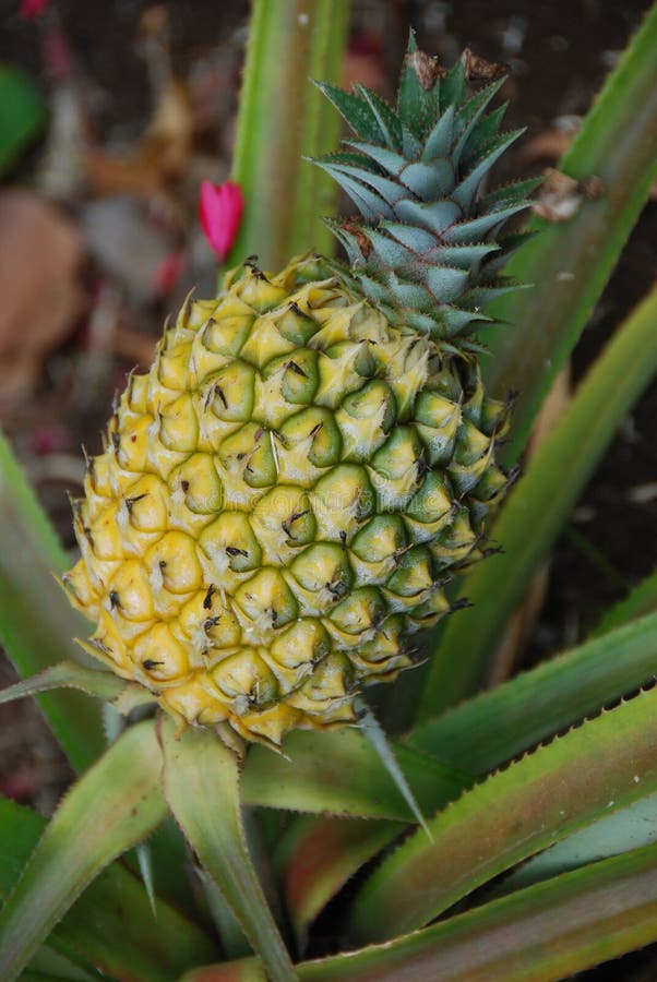 Growing pineapple stock image. Image of tropical, green - 9580911