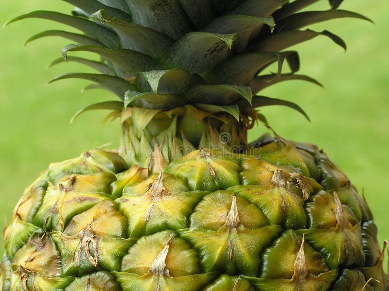 704 Pineapple Structure Stock Photos - Free & Royalty-Free Stock Photos ...