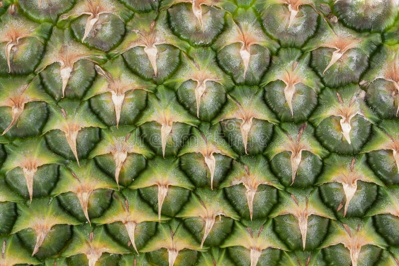 Pineapple texture stock photo. Image of outside, texture - 9579940