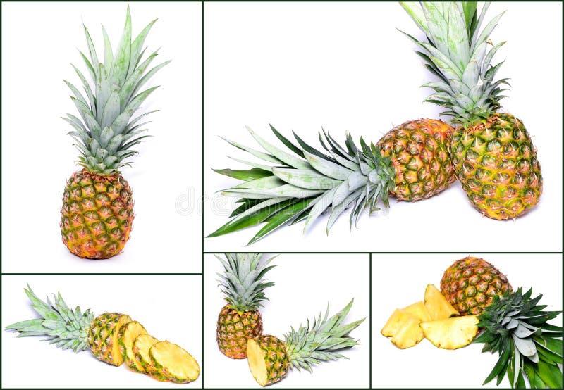 Pineapple Collage Stock Photos - Download 1,044 Royalty Free Photos