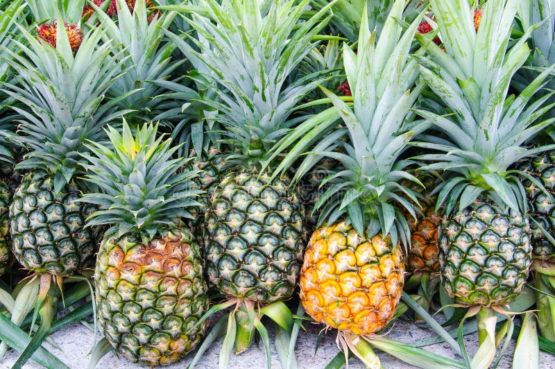 Pineapple in market stock photo. Image of pineapple, sweet - 20062894