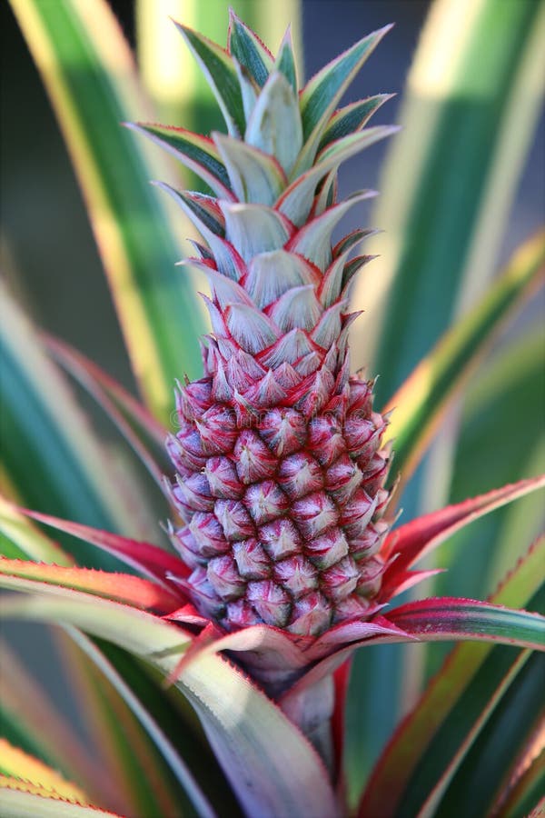 Red pineapple stock photo. Image of fresh, outdoor, fruit - 5918342
