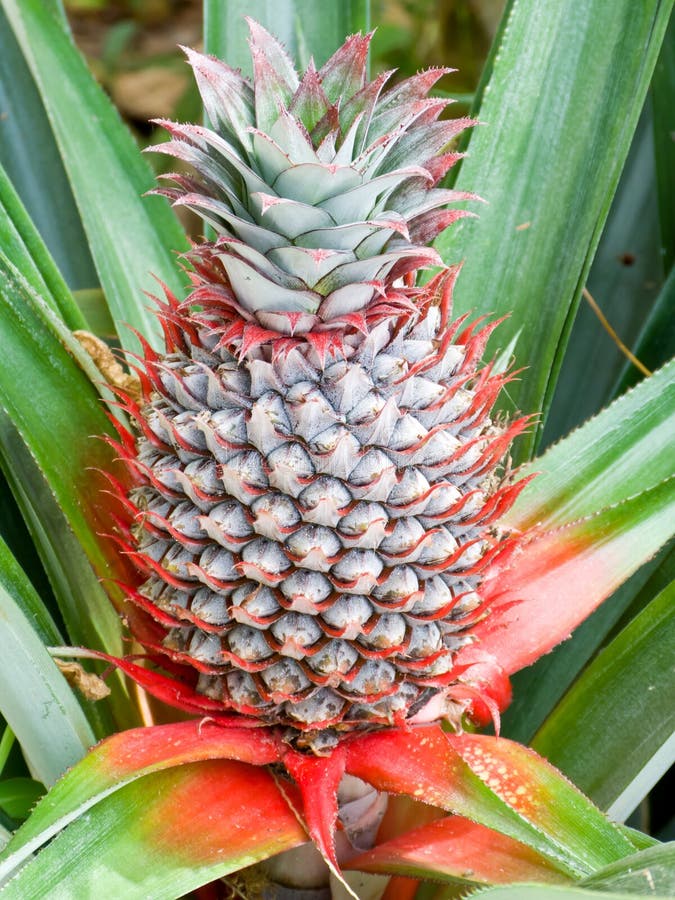 Pineapple stock photo. Image of growth, fragrant, outside - 25910248