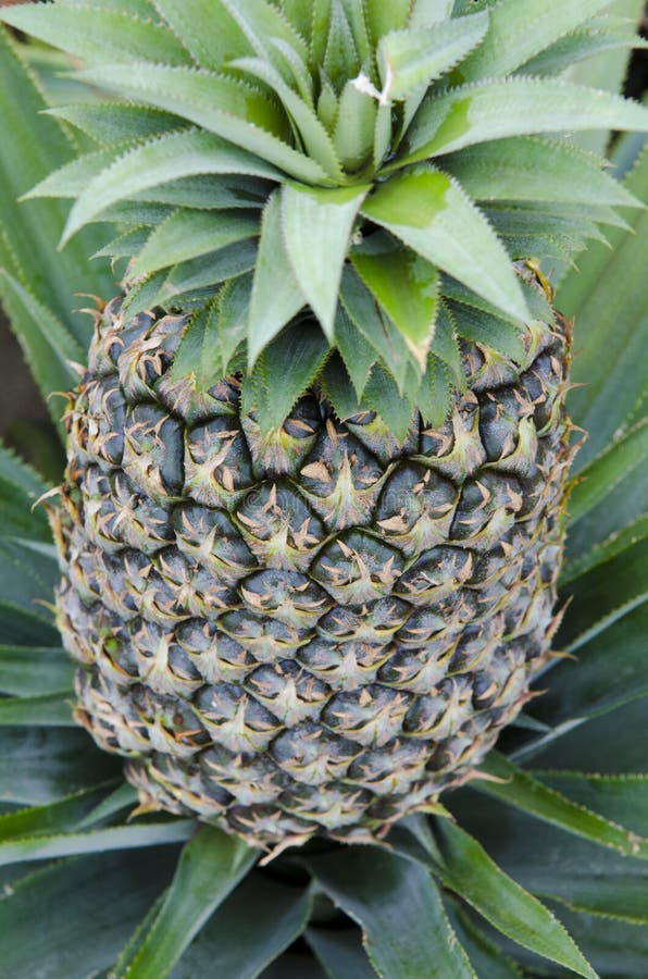 Pineapple stock photo. Image of agriculture, sharp, plant - 27334814