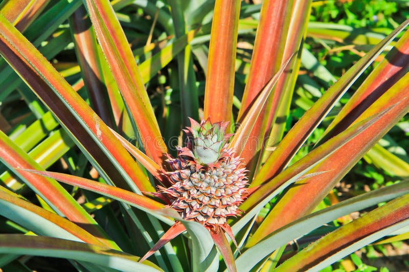 Pineapple Florida Special Plant Ananas Comosus Stock Image - Image of ...