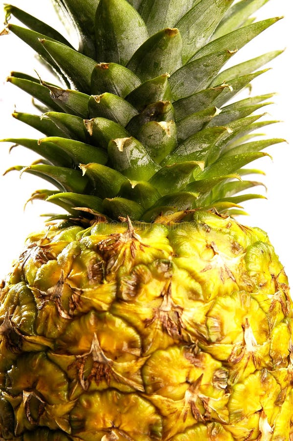 Pineapple plant stock photo. Image of farm, harvesting - 10813300