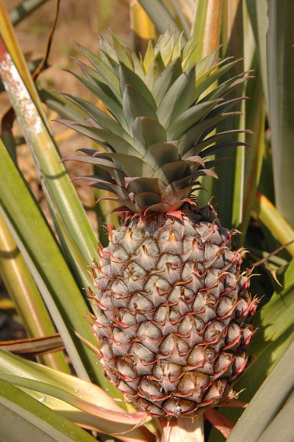 Pineapple stock photo. Image of summer, tropical, isolated - 9439704