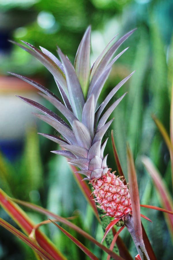 Pineapple (Ananas comosus) stock photo. Image of thailand - 26090246