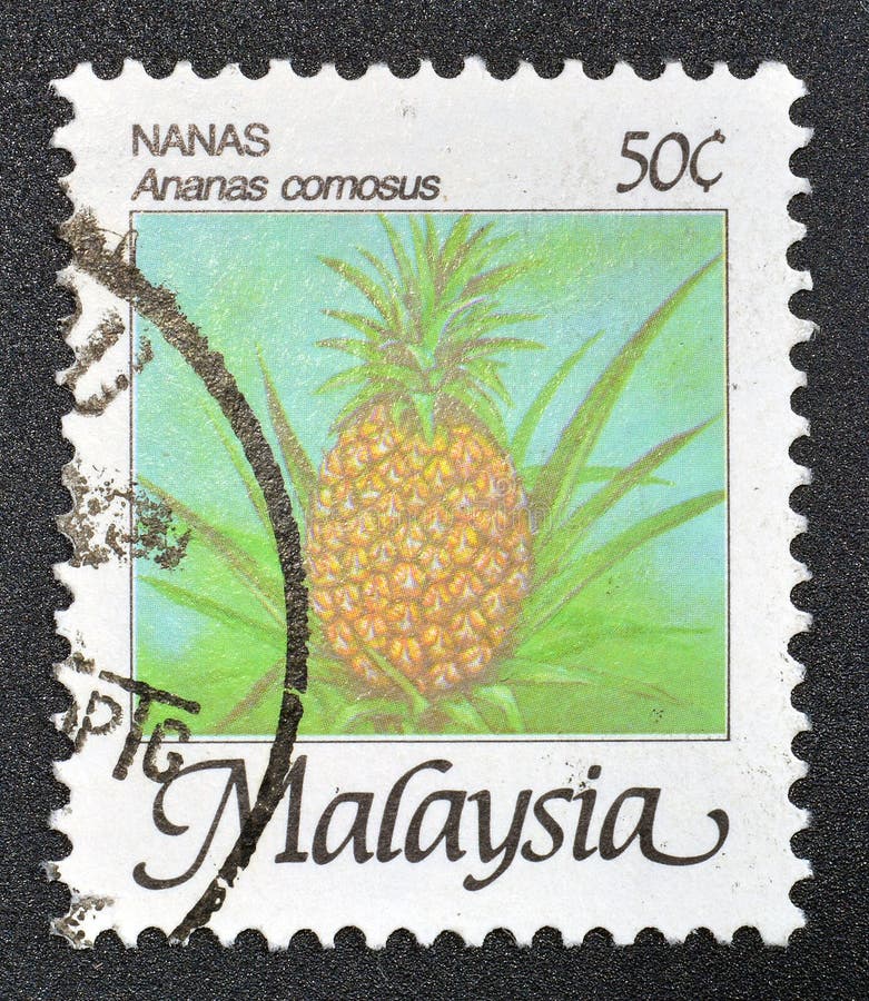 Pineapple (Ananas comosus) editorial stock image. Image of tropical ...