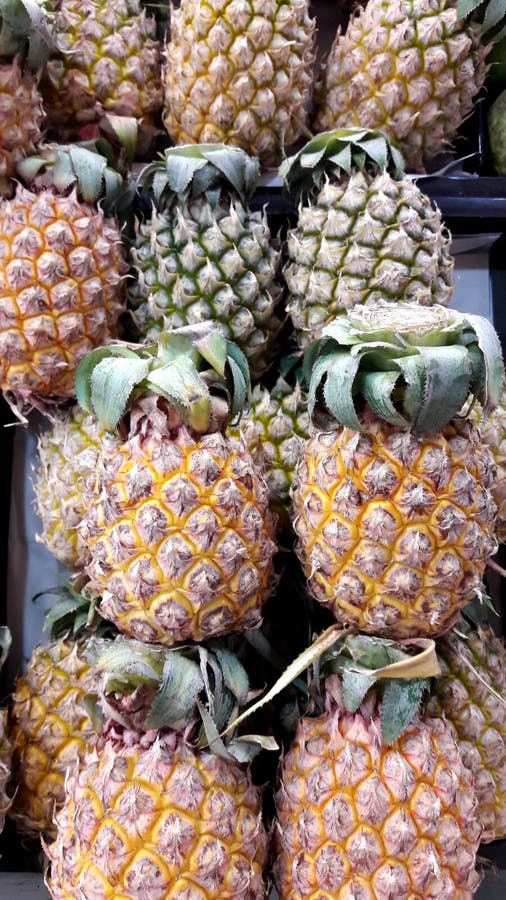 Pineapple Ananas comosus stock image. Image of comosus - 120980357