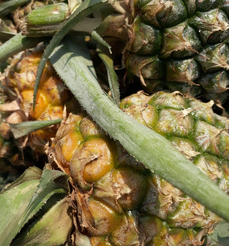 The Pineapple (Ananas Comosus) is a Tropical Plant with an Edible Fruit ...