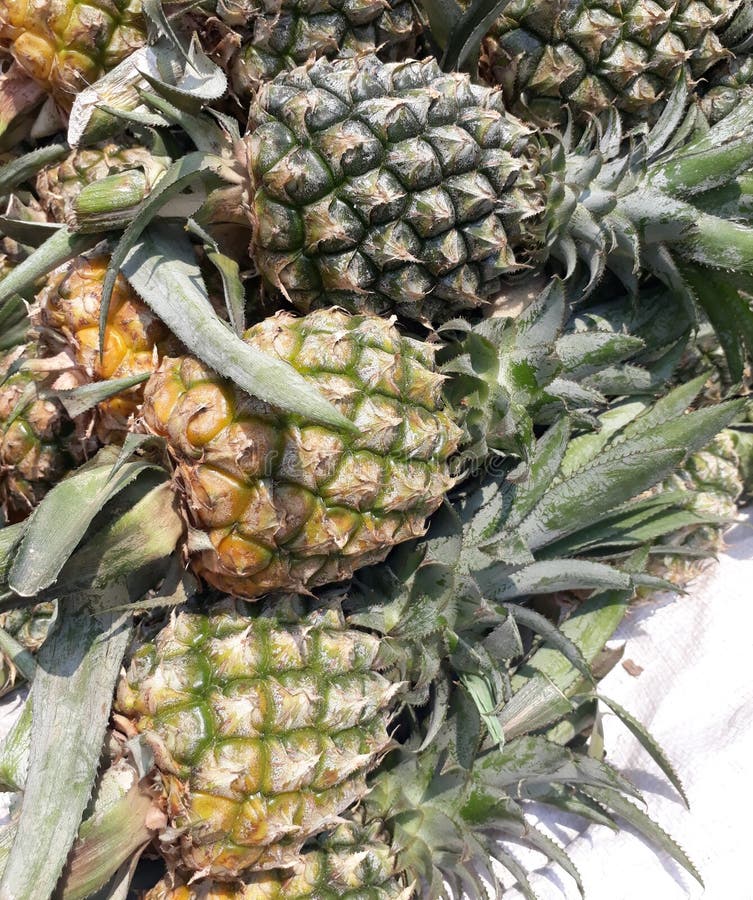 The Pineapple (Ananas Comosus) is a Tropical Plant with an Edible Fruit ...