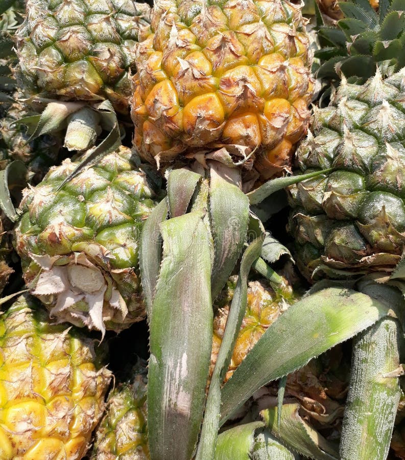 The Pineapple (Ananas Comosus) is a Tropical Plant with an Edible Fruit ...