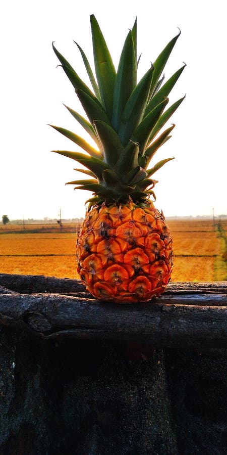 Beautyful Fentastic Stock Photos - Free & Royalty-Free Stock Photos ...