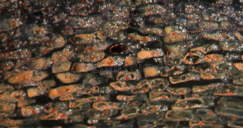 Pineapple Bile in Darkfield Stock Footage - Video of spores, pattern ...