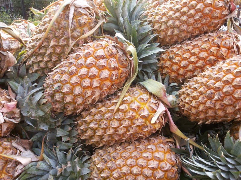 Pineapple Mealybug, Dysmicoccus Brevipes Stock Photo - Image of ...
