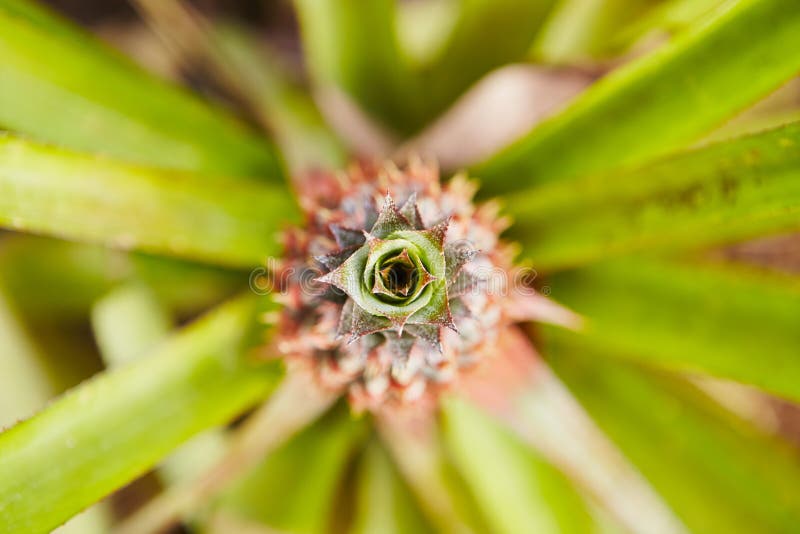 Pineapple stock photo. Image of fresh, close, plant, stalk - 39052522