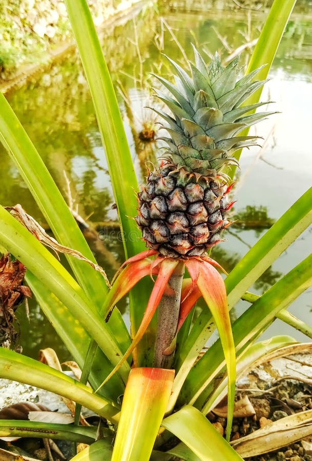 Pineapple Con Su Fruto Joven Imagen de archivo - Imagen de verde, fresco: 338434147