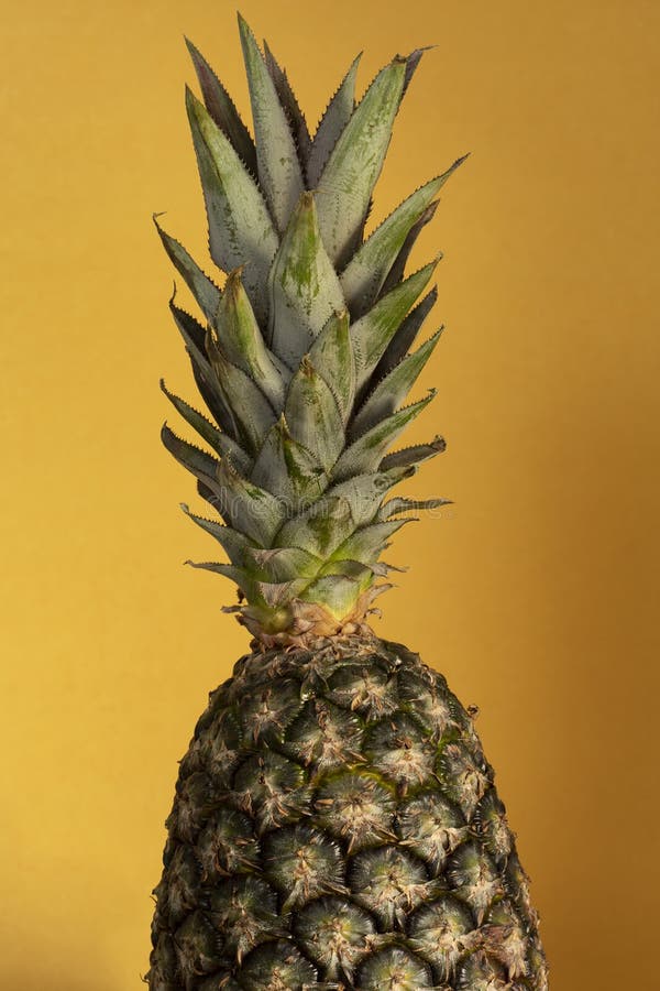 Pineapple crown stock image. Image of food, healthy - 213851669