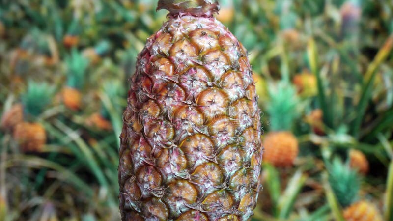 Pineapple Detail Spinning Chroma Key on Green Background Stock Video ...