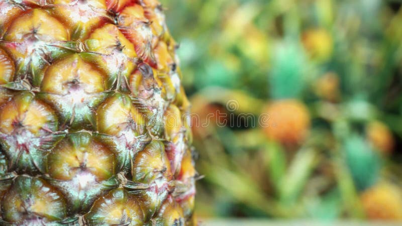 Pineapple Detail Spinning Chroma Key on Green Background Stock Video ...
