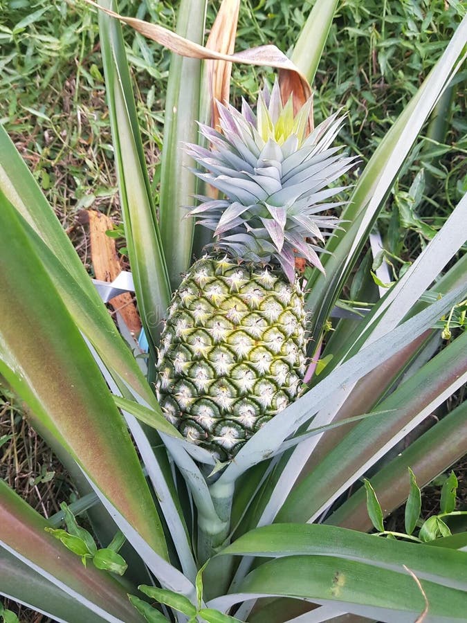 Pineapple on the farm stock image. Image of fruit, freshness - 350239289