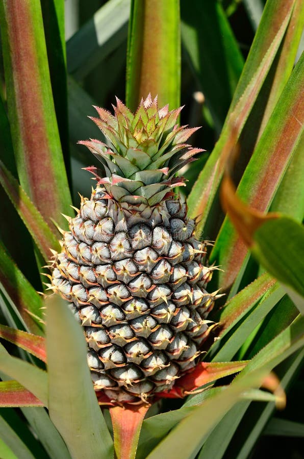 Pineapple in farm stock image. Image of tropical, fresh - 30820825