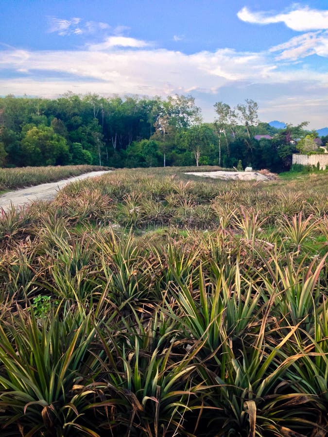 Pineapple farm stock image. Image of fresh, plant, sweet - 74650721