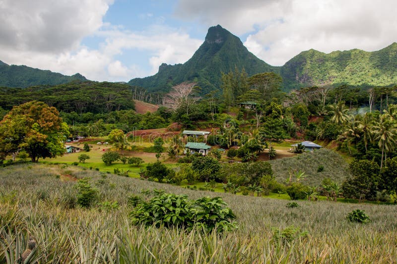 Pineapple farm in Moorea stock photo. Image of vegetation - 30930568