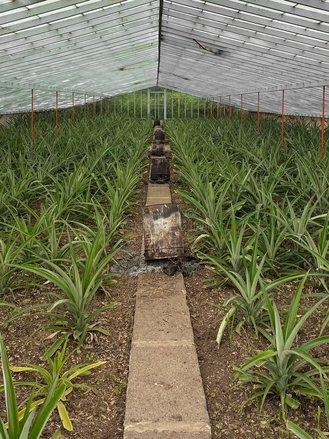 Pineapple farm stock image. Image of plant, grow, agriculturalindustry ...